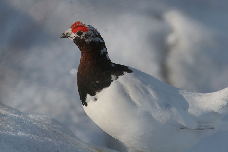 ptarmigan_hunting_8 – Alaska Wildfowl Adventures