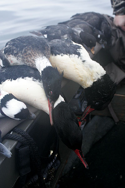 Photo Gallery - 2007 - Alaska Wildfowl Adventures