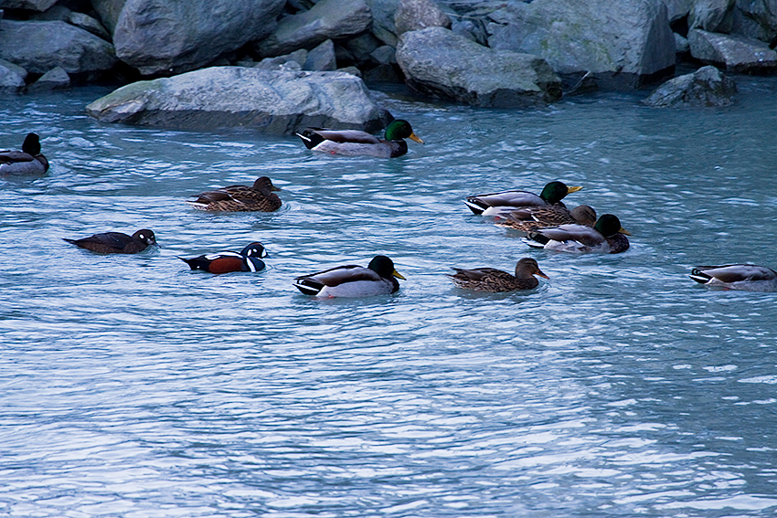Photo Gallery – 2012 – Alaska Wildfowl Adventures