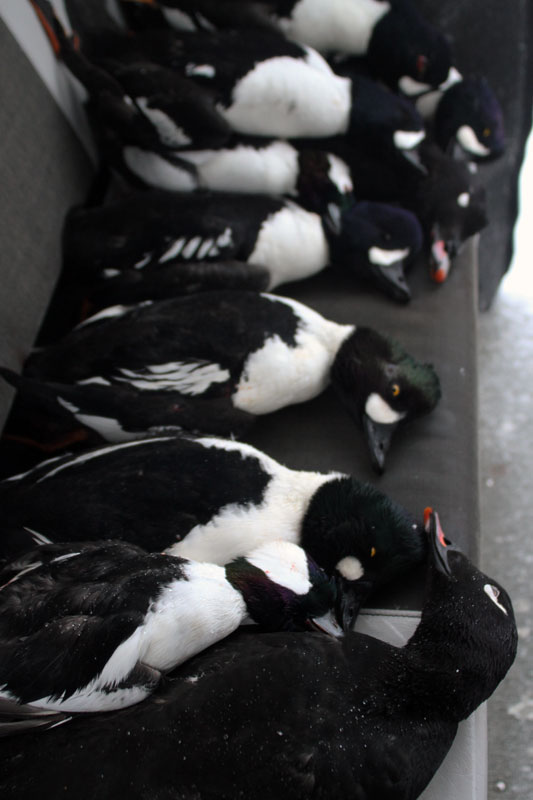 Photo Gallery – 2011 – Alaska Wildfowl Adventures